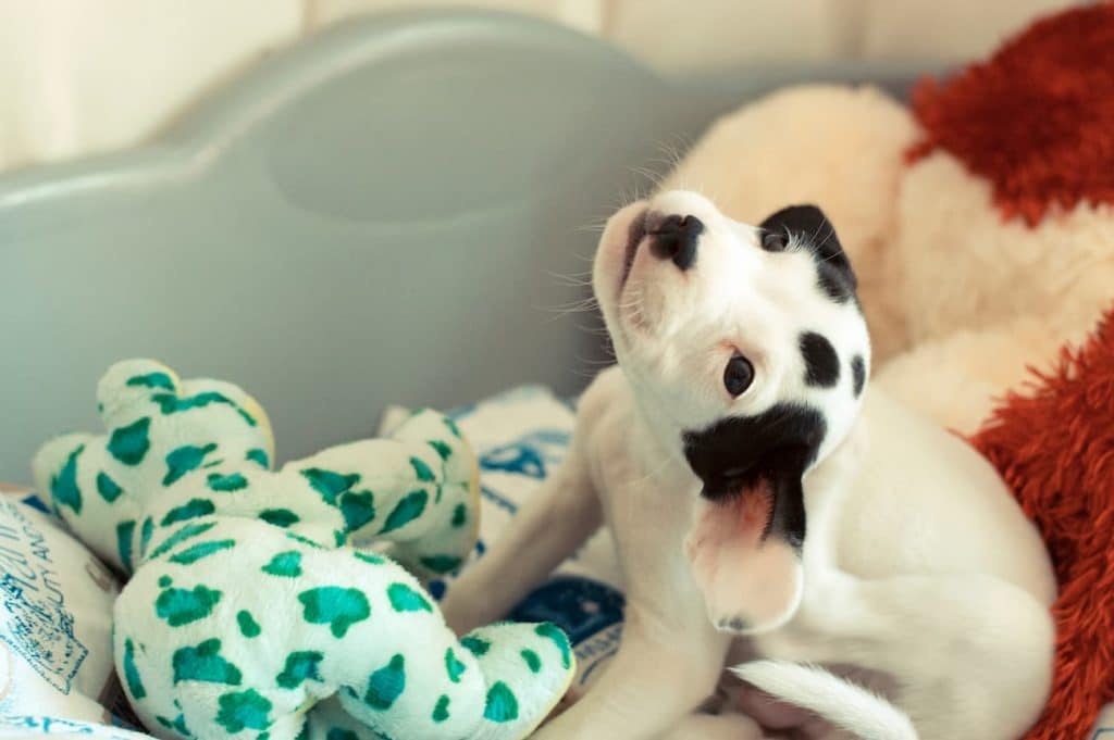 Dermatitis Atópica Canina: Síntomas y Tratamiento | VERTI